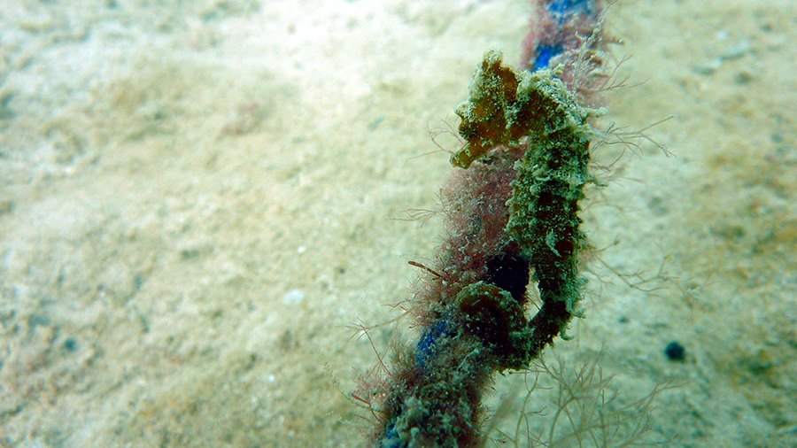 Sea Animals - Sabah Al Ahmad Sea City, Fawaz Al Marzouq, Real Estate ...