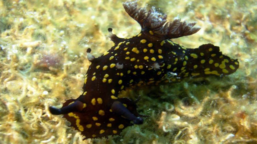 Sea Animals - Sabah Al Ahmad Sea City, Fawaz Al Marzouq, Real Estate ...