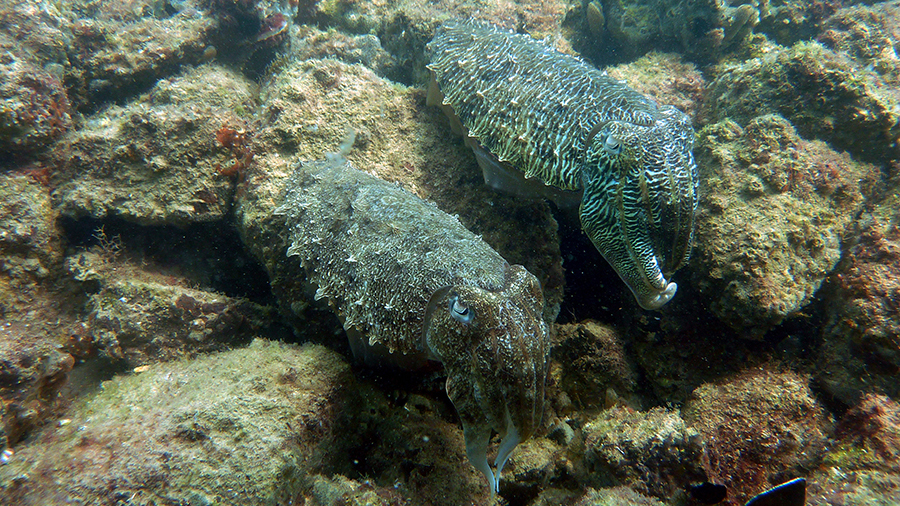 Sea Animals - Sabah Al Ahmad Sea City, Fawaz Al Marzouq, Real Estate ...