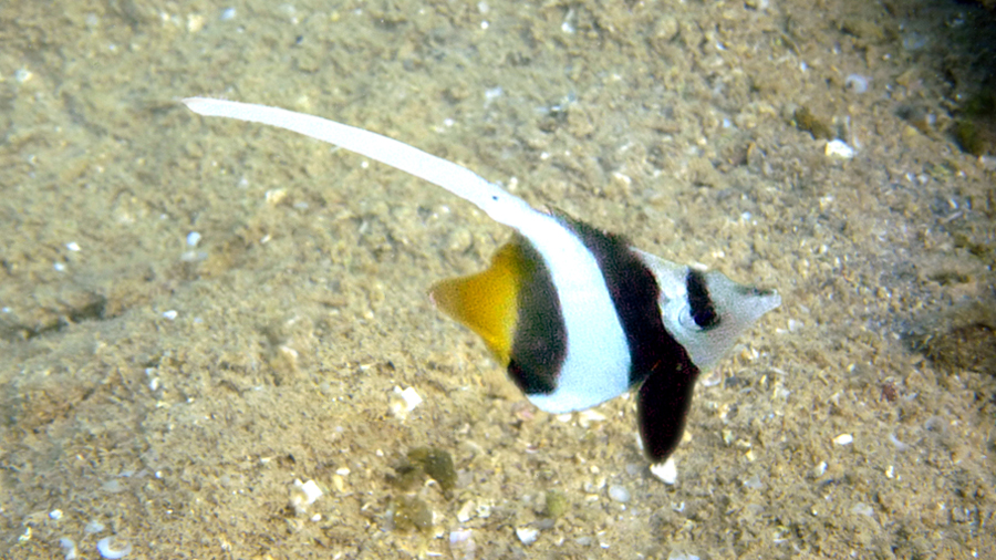 Sea Animals - Sabah Al Ahmad Sea City, Fawaz Al Marzouq, Real Estate ...