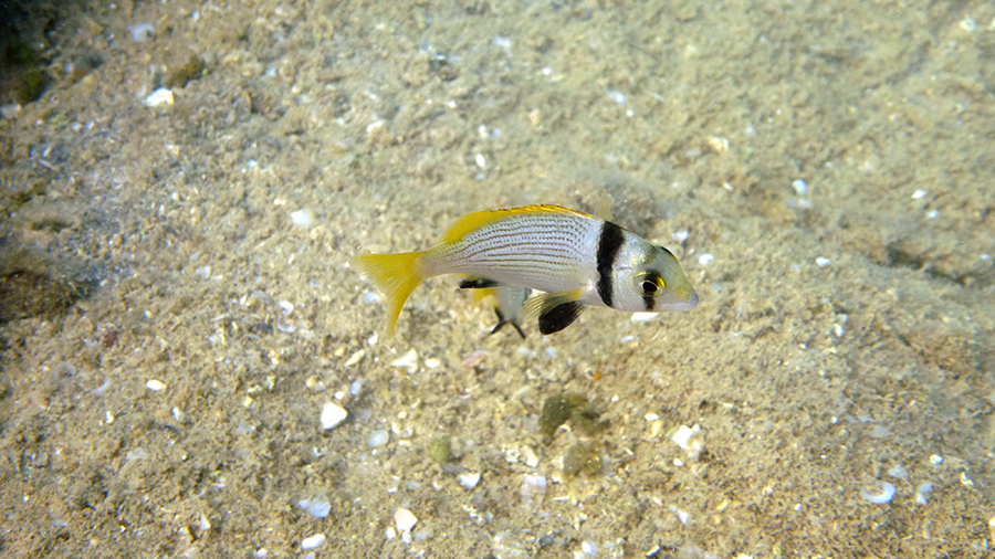 Kuwait Sea Animals Ocean Animal Watercolor Prints Set Of 8 For