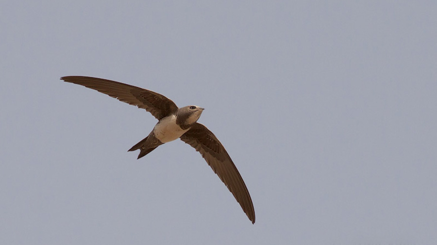 Birds Only - Sabah Al Ahmad Sea City, Fawaz Al Marzouq, Real Estate ...