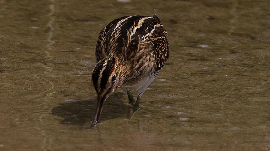 Common Snipe - Sabah Al Ahmad Sea City, Fawaz Al Marzouq, Real Estate ...