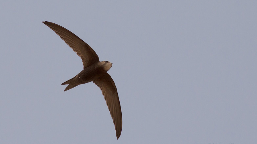 Common Swift - Sabah Al Ahmad Sea City, Fawaz Al Marzouq, Real Estate ...