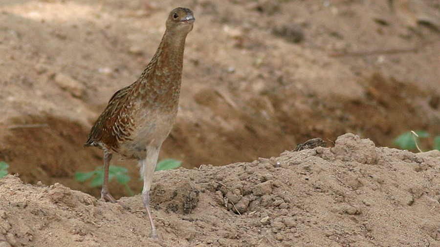 Birds Only - Sabah Al Ahmad Sea City, Fawaz Al Marzouq, Real Estate ...