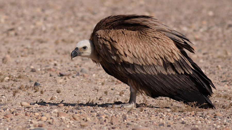 Birds Only - Sabah Al Ahmad Sea City, Fawaz Al Marzouq, Real Estate ...