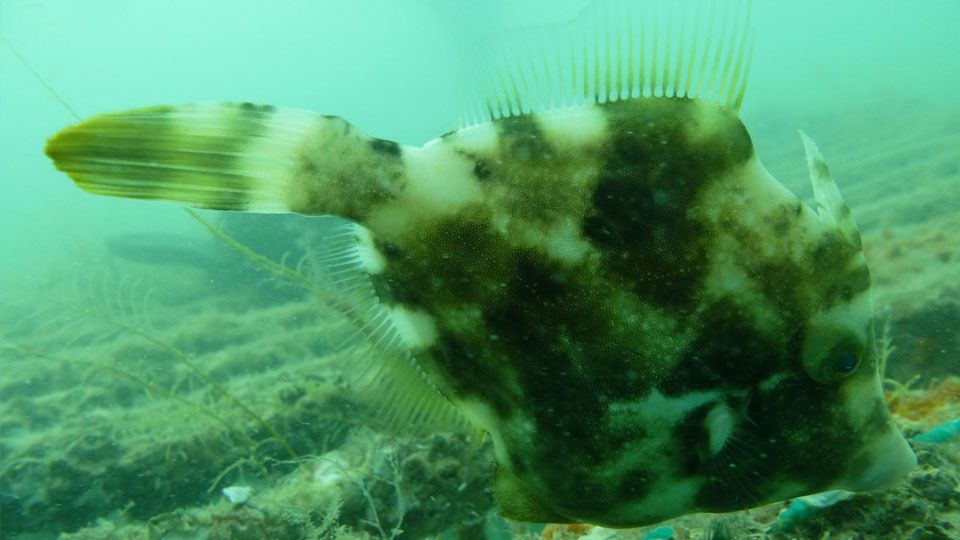 Sea Animals - Sabah Al Ahmad Sea City, Fawaz Al Marzouq, Real Estate ...