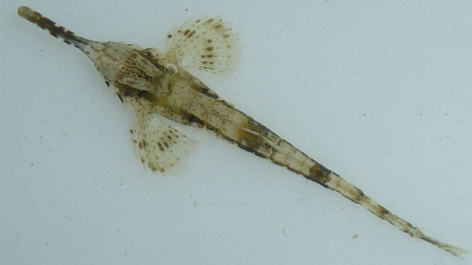 Sea Animals - Sabah Al Ahmad Sea City, Fawaz Al Marzouq, Real Estate ...