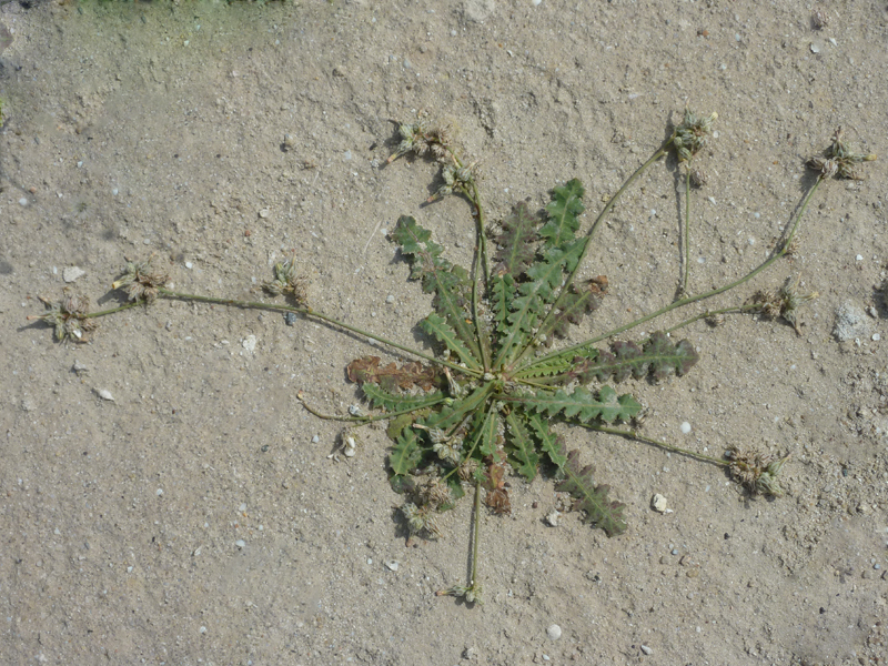 Plants - Sabah Al Ahmad Sea City, Fawaz Al Marzouq, Real Estate, Buy ...